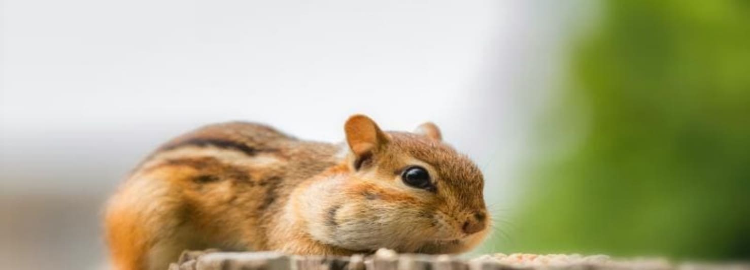 180 Best and Amazing Chipmunk Name Ideas