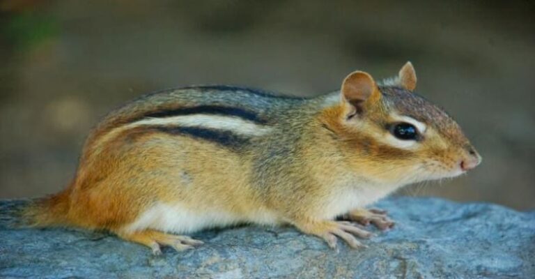 180 Best and Amazing Chipmunk Name Ideas